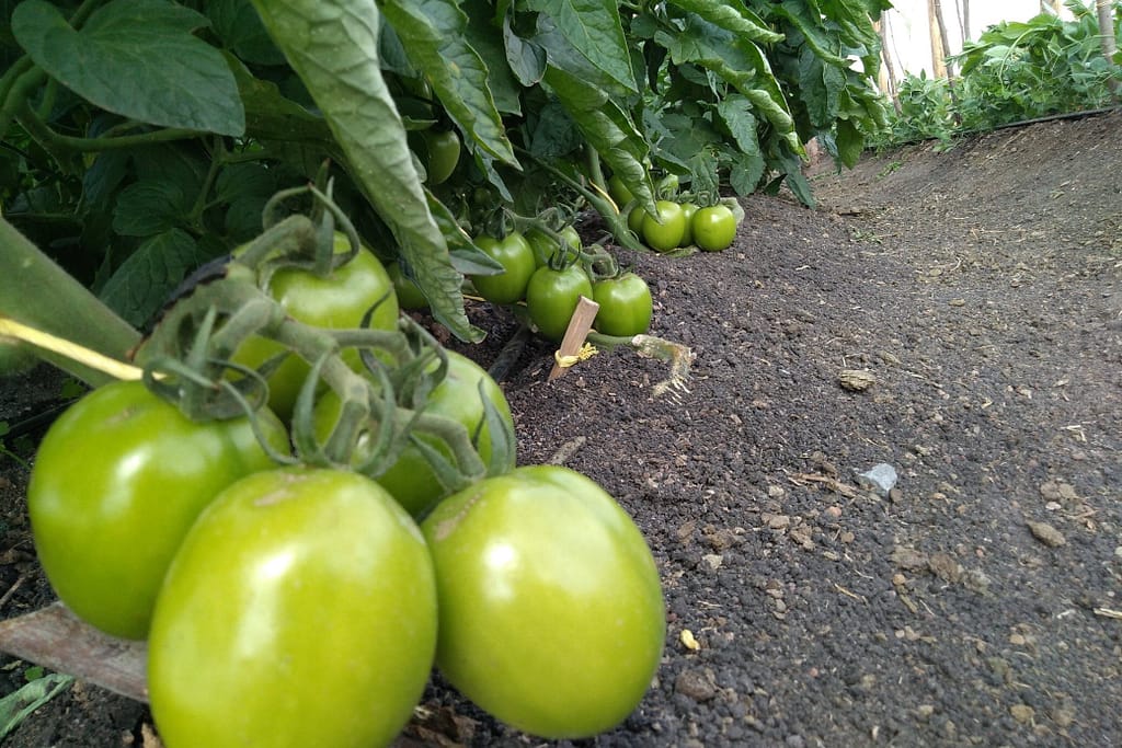 Tomato Plant Spacing Guide: Garden, Containers, Raised Bed or Open ...