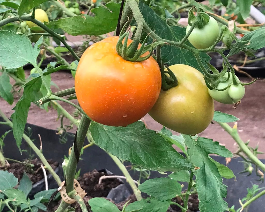 Tomato Plant Spacing Guide: Garden, Containers, Raised Bed or Open ...