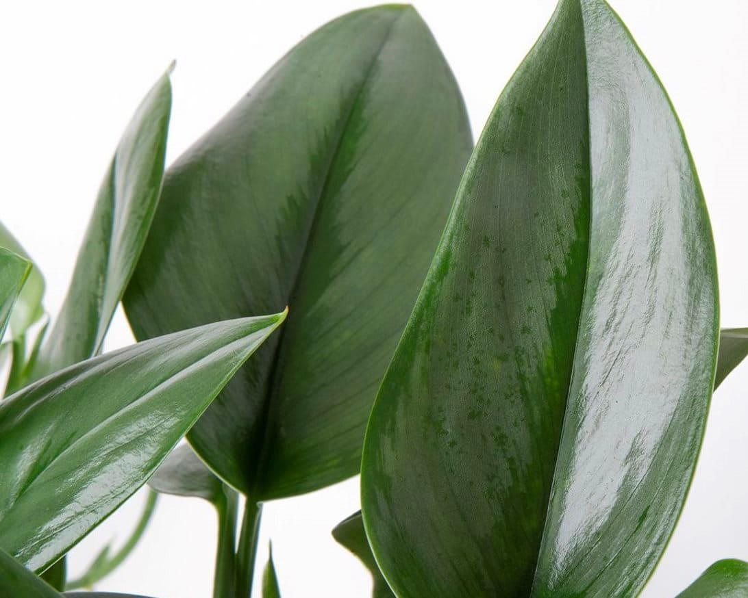 How to Grow Scindapsus Treubii Moonlight - Gardensline