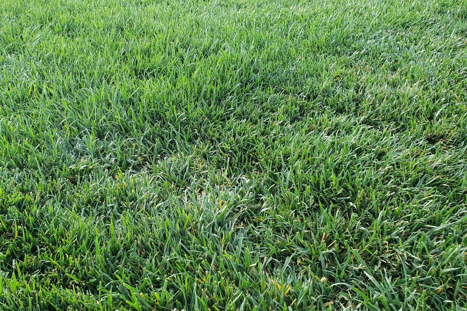 KBG vs Tall Fescue Grasses: (Qualities for Choice + Pictures)