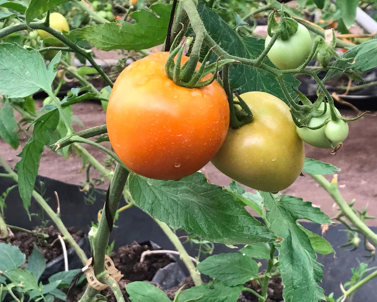 Tomato Plant Spacing Guide: Garden, Containers, Raised Bed or Open ...