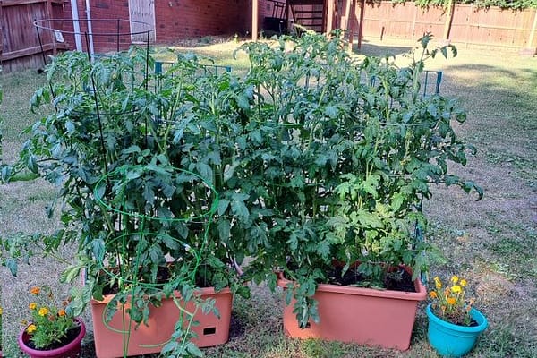 Tomato Plant Spacing Guide: Garden, Containers, Raised Bed or Open ...