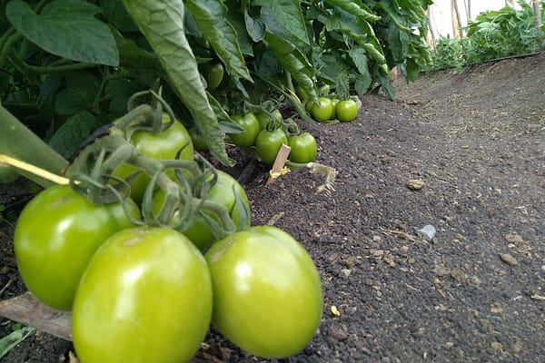 Tomato Plant Spacing Guide: Garden, Containers, Raised Bed or Open ...