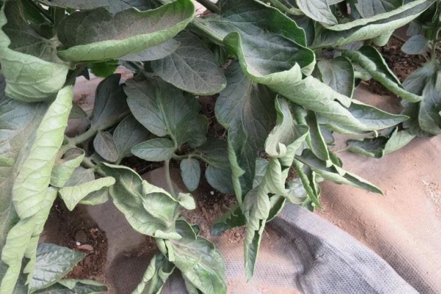 Tomato Leaves Curling: Up, Down & Roll (Prevent + Treat)