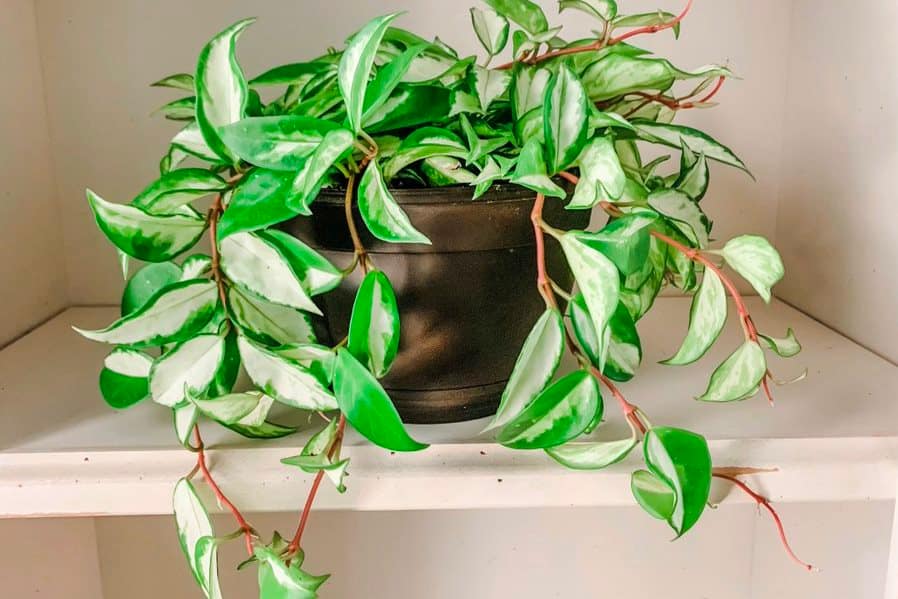 Guide to Hoya Carnosa Care + Variety Pictures