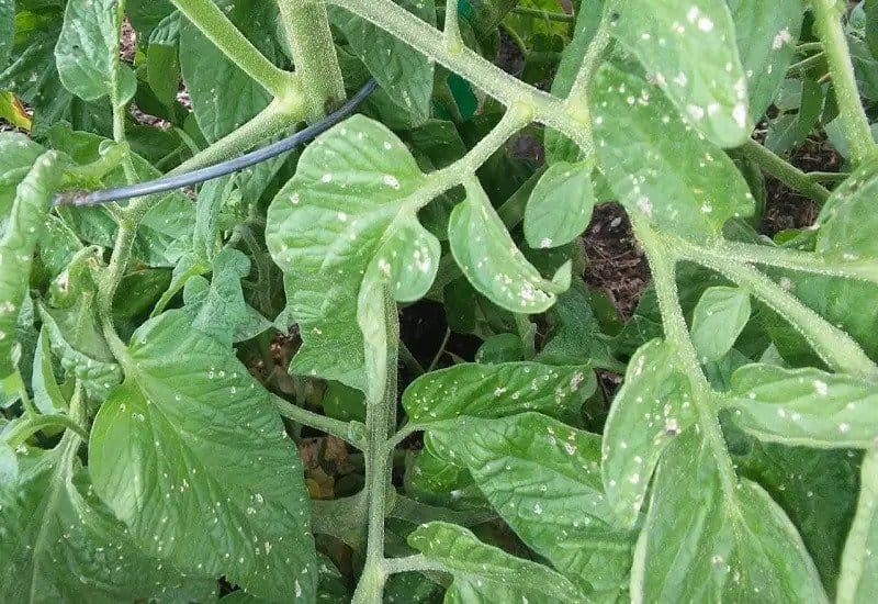 Why White Spots on Tomato Leaves (Treat & Get Rid)