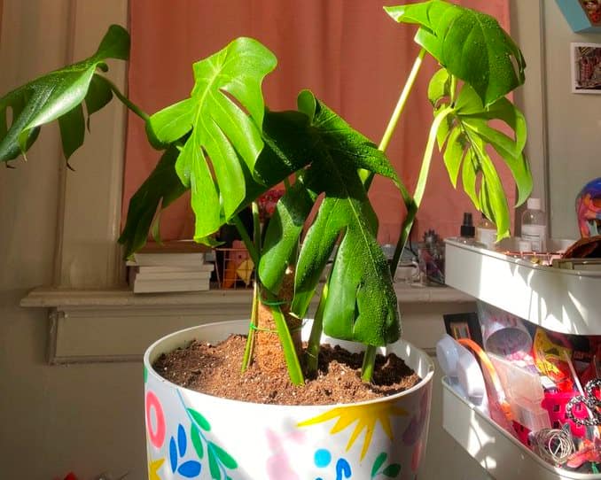 Monstera Root Rot: How to Tell, Treat, Prevent & Save (Pictures)